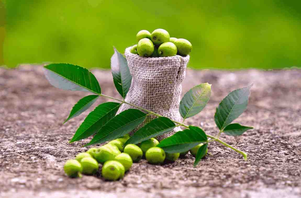 Coromandel: Fertiliser Company for Crop Protection & Nutrients